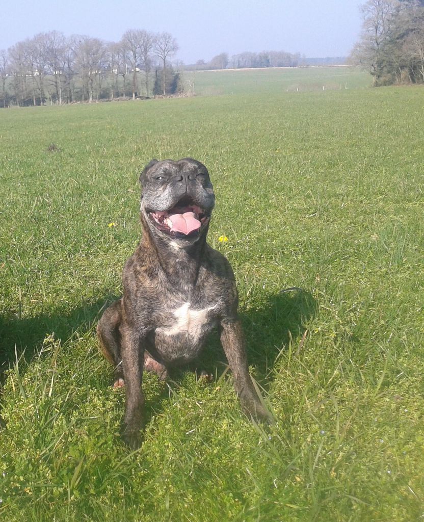 Chien - Herrek gardiens des korrigans - Elevage Du Dolmen De Dienne ...
