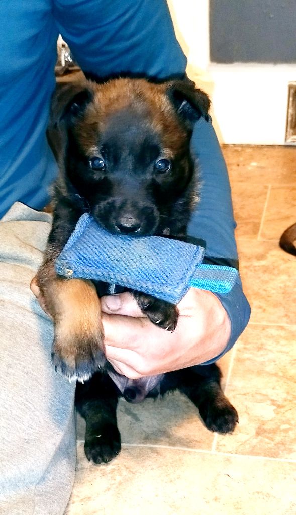 Chien - Herrek gardiens des korrigans - Elevage Du Dolmen De Dienne ...