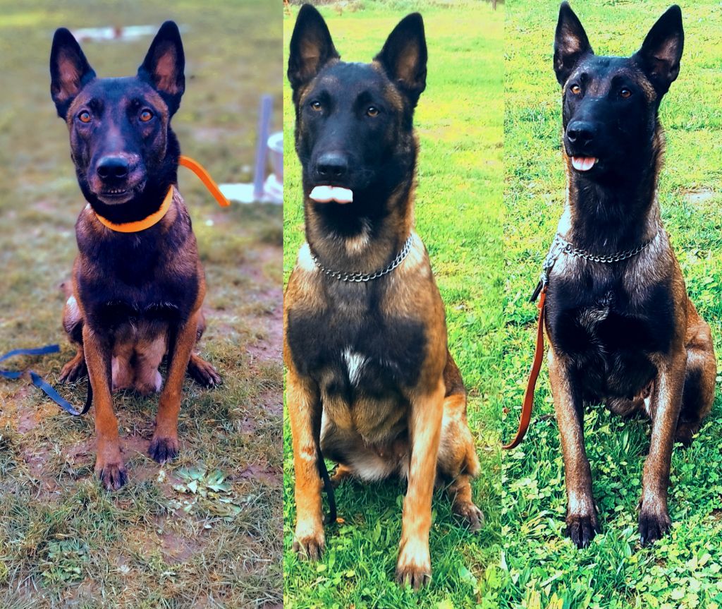 Chien - Herrek gardiens des korrigans - Elevage Du Dolmen De Dienne ...